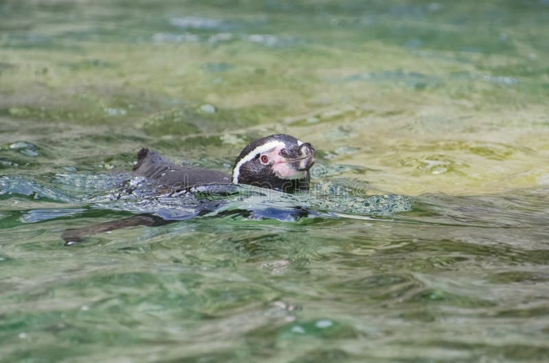 Penguin in the water stock image. Image of flightless - 18982153