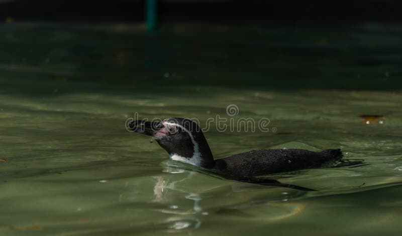 Penguin in Pool in Sunny Hot Summer Day Stock Image - Image of blue ...