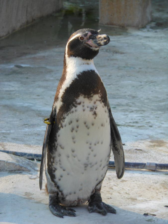 Penguin in zoo stock photo. Image of nature, penguin - 64508882