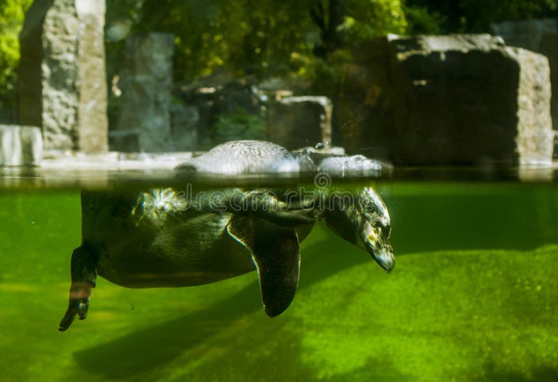 Penguin at the zoo. stock photo. Image of animal, cool - 84141236