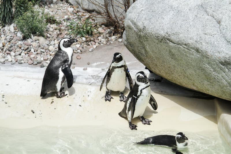 Penguing Line stock photo. Image of lake, animals, swimming - 49839164