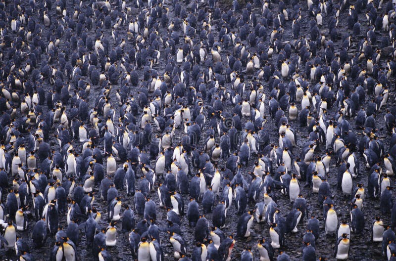 Large Crowded King Penguin Colony / Rookery. Stock Image - Image of ...