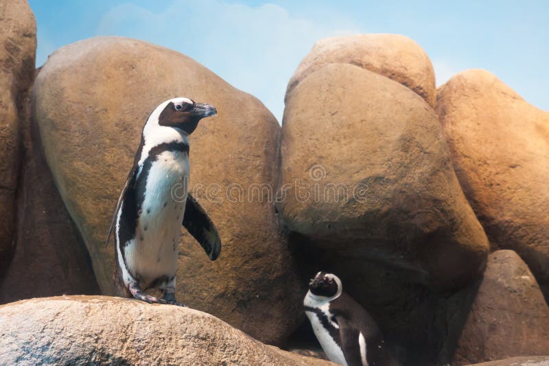 T-Rex editorial stock image. Image of trees, detailed - 16504344