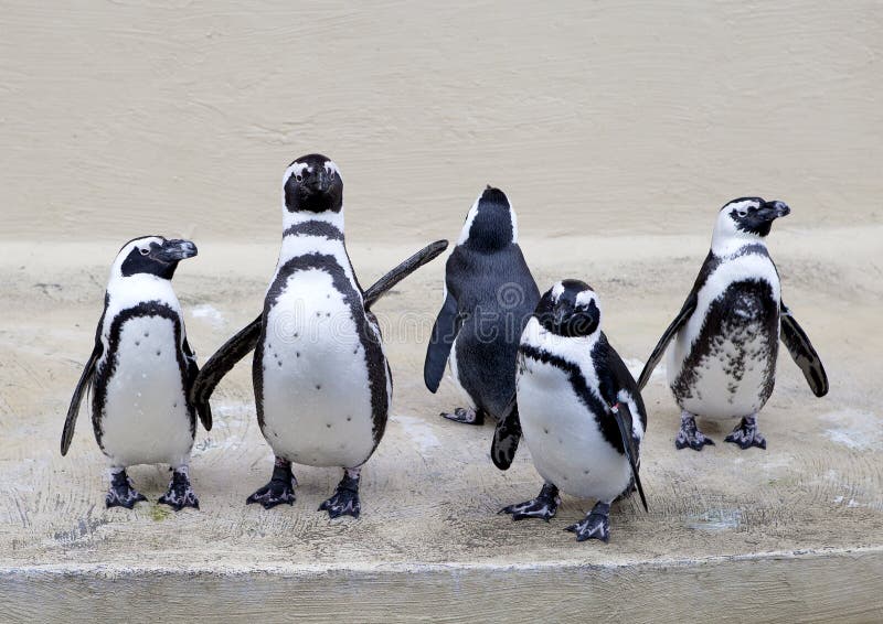 Penguin s salute. stock image. Image of cold, humboldt - 46479411