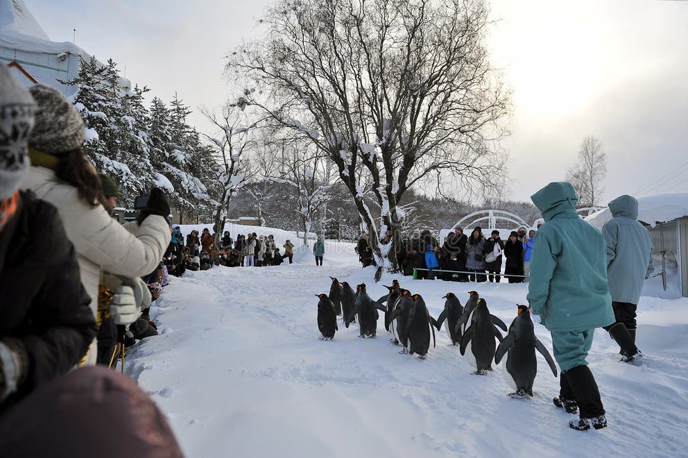 Penguins editorial stock photo. Image of slouch, japan - 28643668