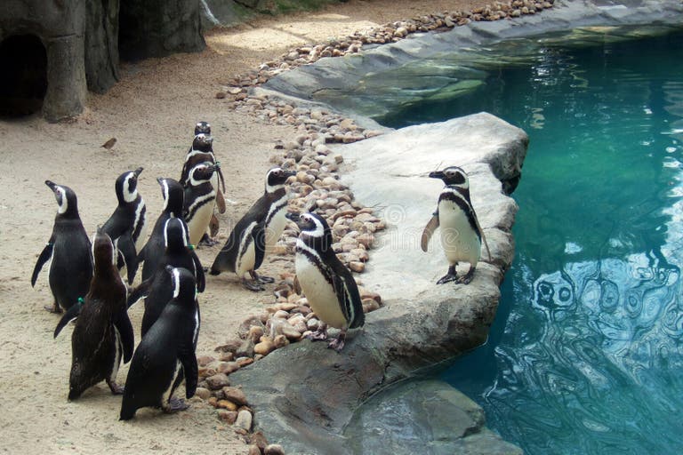 661 Emperor Penguins Zoo Stock Photos - Free & Royalty-Free Stock ...