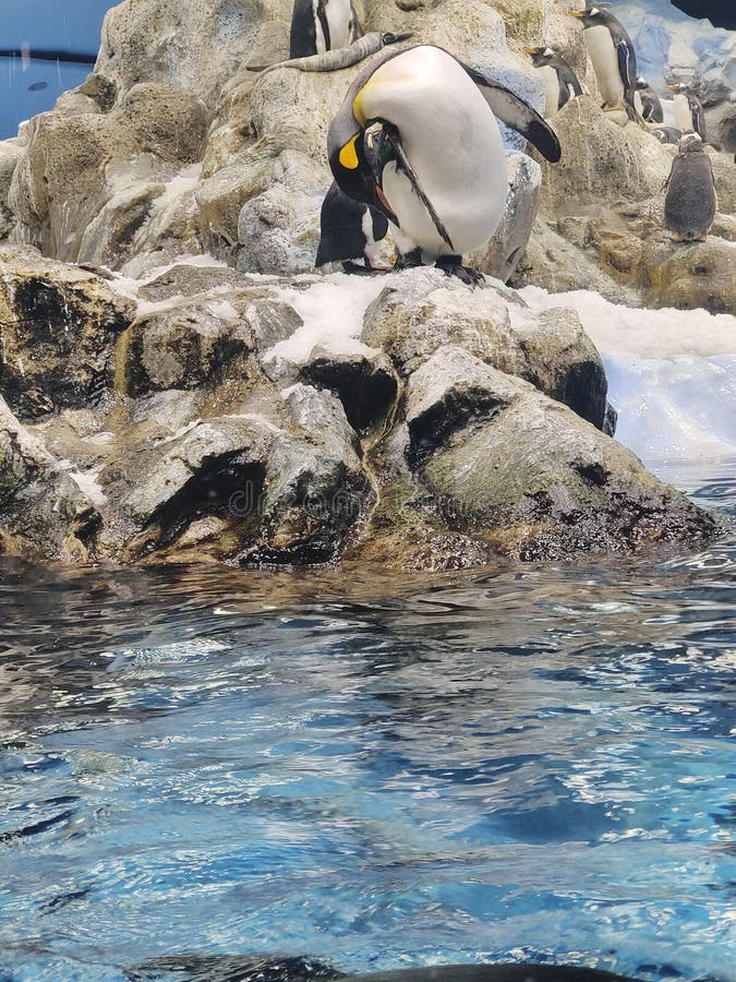 Penguins in the Antartic Ocean Stock Photo - Image of water, river ...