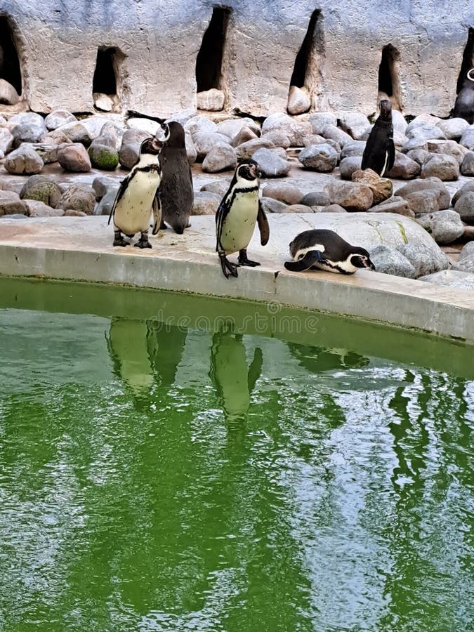 Close up of Penguins stock photo. Image of animal, stream - 280442524