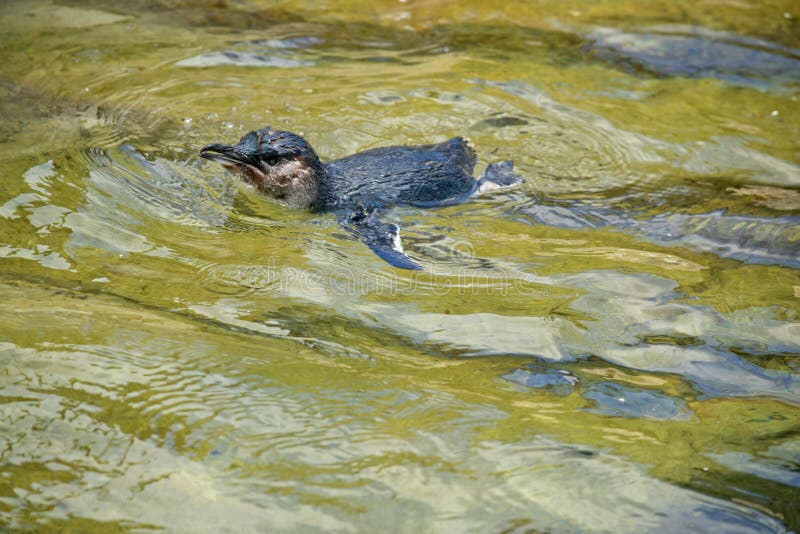 The Penguin is Swimming in the Ocean Stock Photo - Image of legs ...