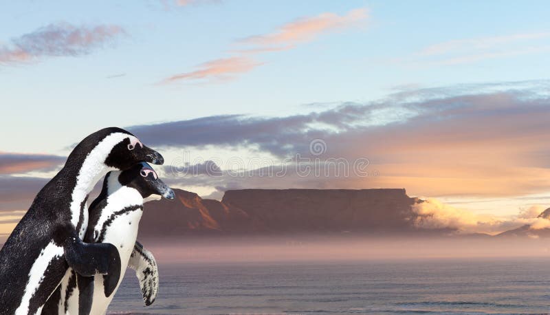 Two Penguins Hugging