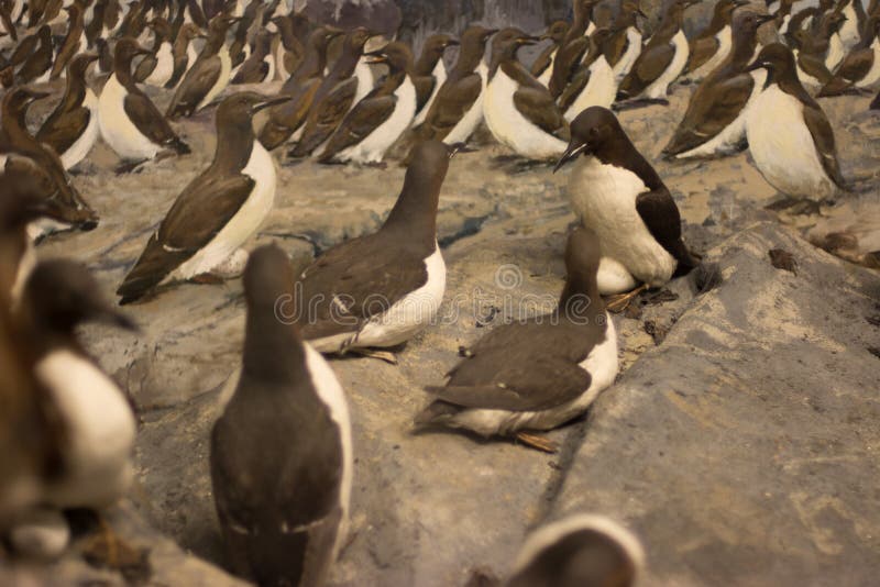 Penguins stock photo. Image of cardinalis, cardinal, female - 81359936