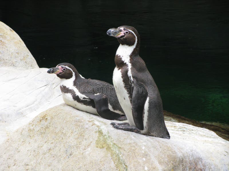 Penguins Chillin Stock Photos - Free & Royalty-Free Stock Photos from ...
