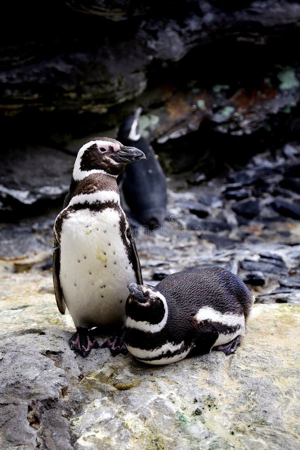Penguins stock image. Image of cold, cliff, penguins - 82569061