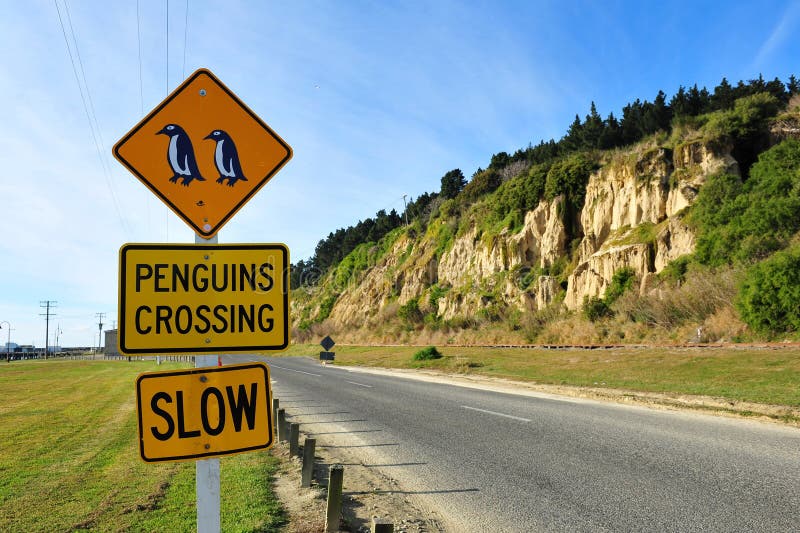 Penguin Crossing stock photo. Image of endangered, attention - 32181386