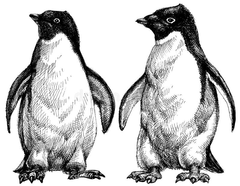 Penguins drawing stock vector. Illustration of adelie - 84359576