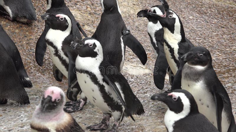 Penguins, Flightless Birds, Animals Stock Video - Video of animals ...
