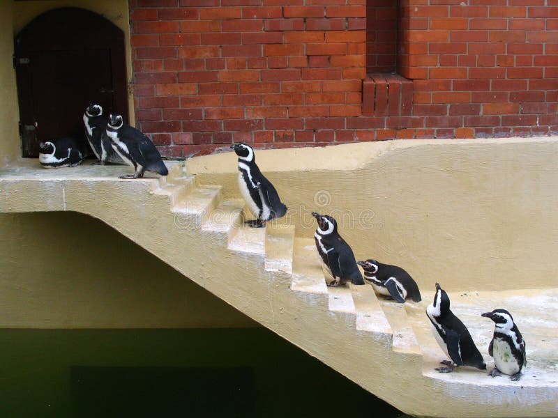 Penguins go home stock image. Image of europe, penguins - 9434101