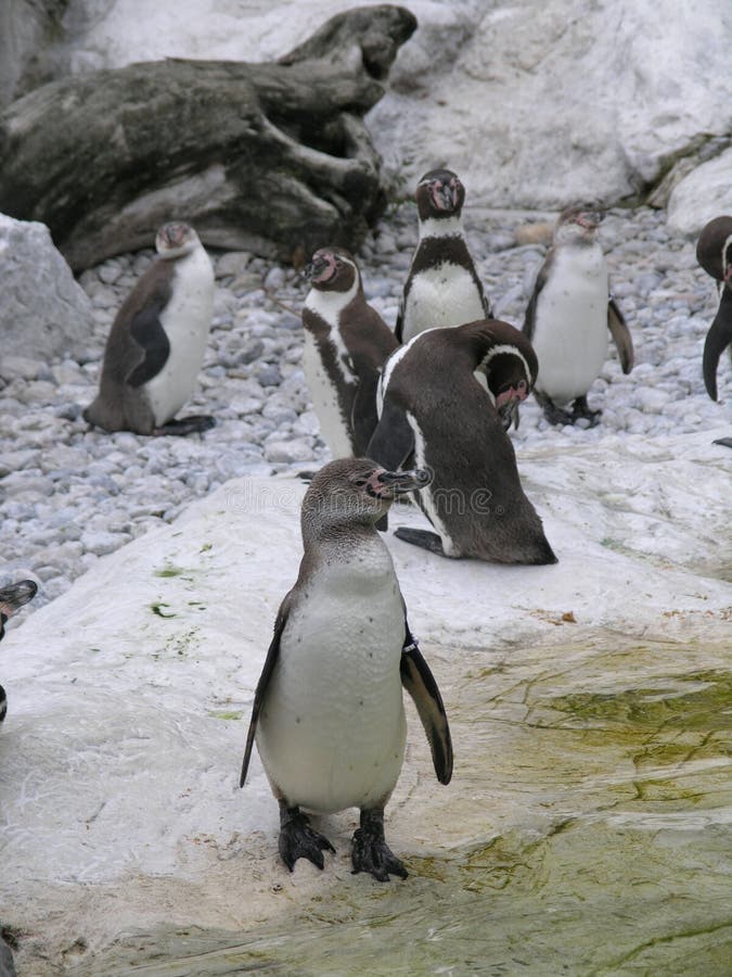 Singing penguins stock photo. Image of feet, four, gathering - 767328