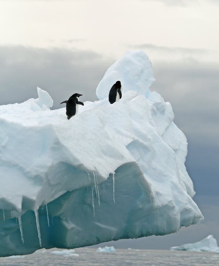 Penguins on iceberg stock photo. Image of adelie, ocean - 18664980
