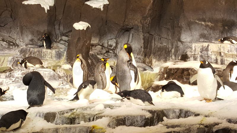 Penguins Inside Disney World Stock Image - Image of world, florida ...