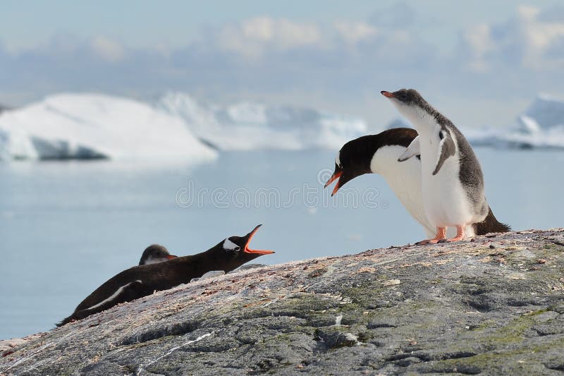 Two penguins talking stock image. Image of mountain, horizontal - 16708765