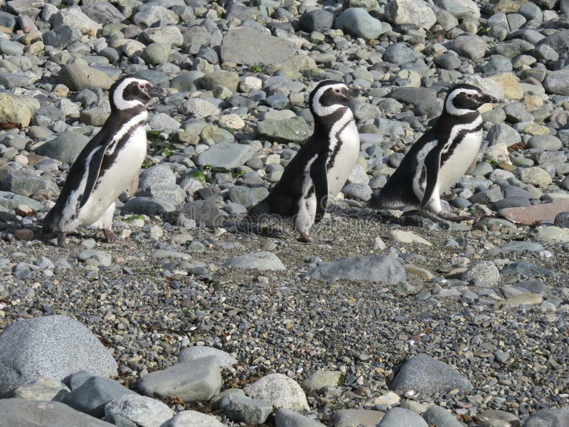 Penguins stock image. Image of nature, penguins, penguin - 81934651