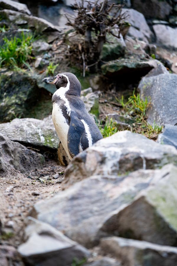Penguins stock image. Image of wading, stream, closeup - 241362951