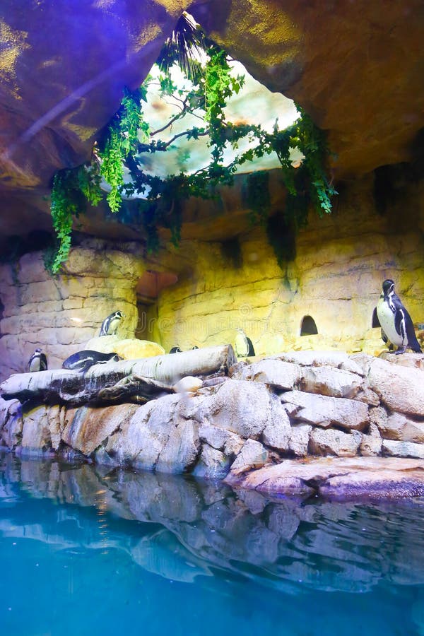 Penguins stock image. Image of carcharodon, animal, mexico - 110538855