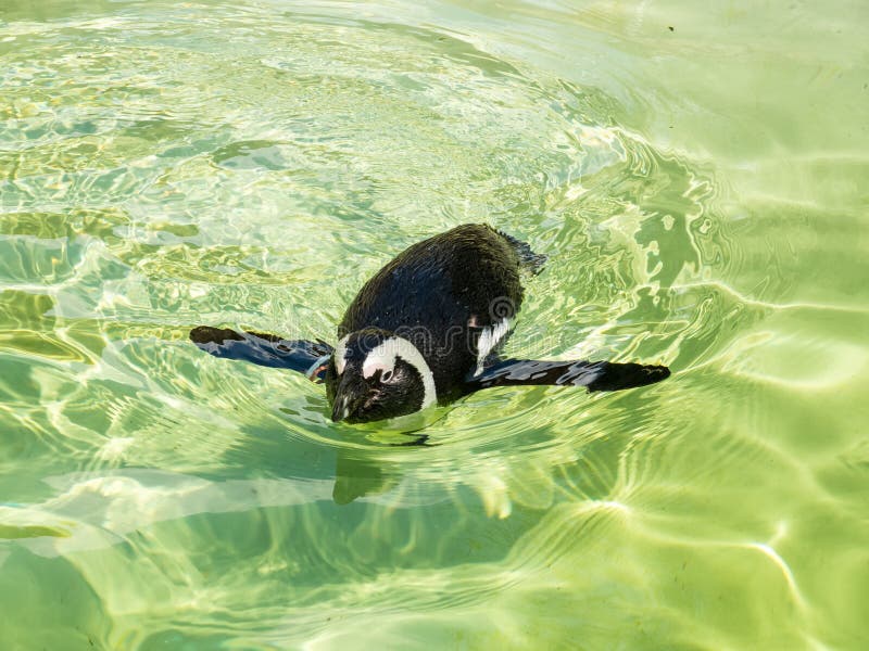 Penguins stock image. Image of pool, wildlife, nature - 32662395