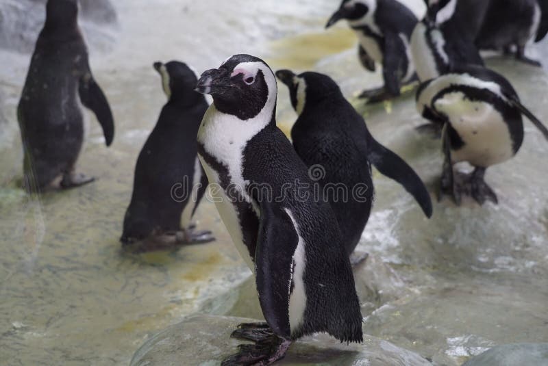 Penguins are playing stock photo. Image of wildlife - 223594370