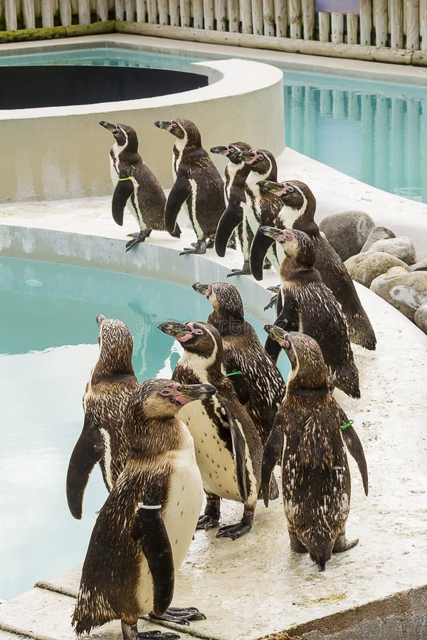 Penguins at a pool stock photo. Image of pool, penguins - 42142506