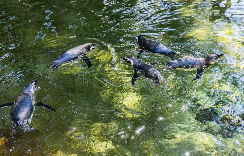 Penguins in Pool 2 stock image. Image of nature, water - 222084441