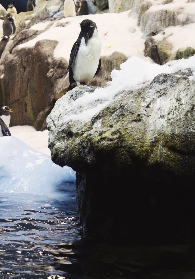 Penguin Looking Down Stock Photos - Free & Royalty-Free Stock Photos ...