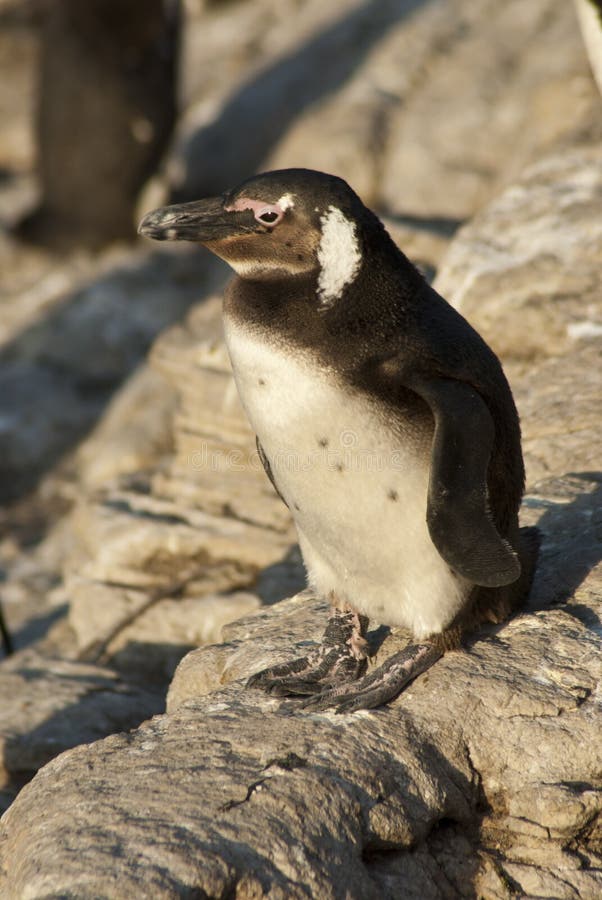 Penguins on a rocky beach stock image. Image of western - 45726639