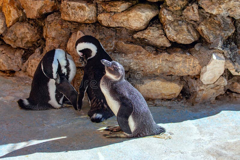 Penguins Standing in the Shade Stock Photo - Image of penguin, birds ...