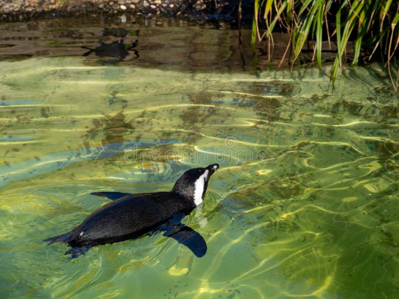 Penguins Swim in the Water. Stock Photo - Image of colony, wildlife ...