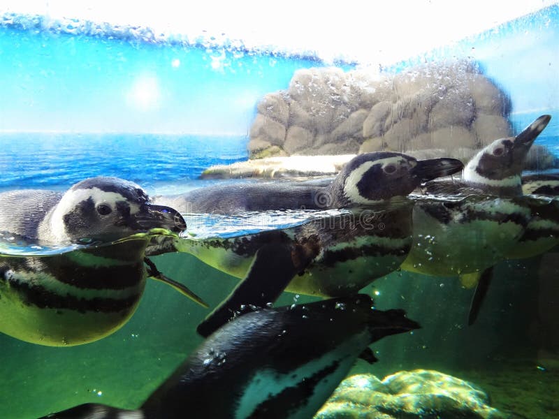 Penguins in a Swimming Pool Stock Photo - Image of reptile, aquarium ...