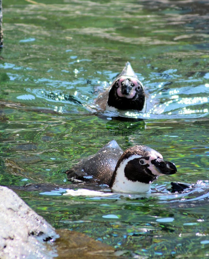 Penguins Swimming in a Pool Stock Photo - Image of habitat, beak: 50272782