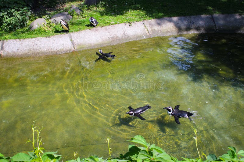 Penguins Swimming in a Shallow Pool at the Zoo Stock Image - Image of ...