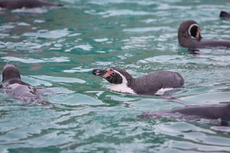 Penguins Swimming at the Zoo Stock Photo - Image of wild, pond: 136226376