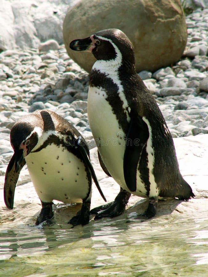 Penguins in talk stock photo. Image of penguin, winter - 1378632