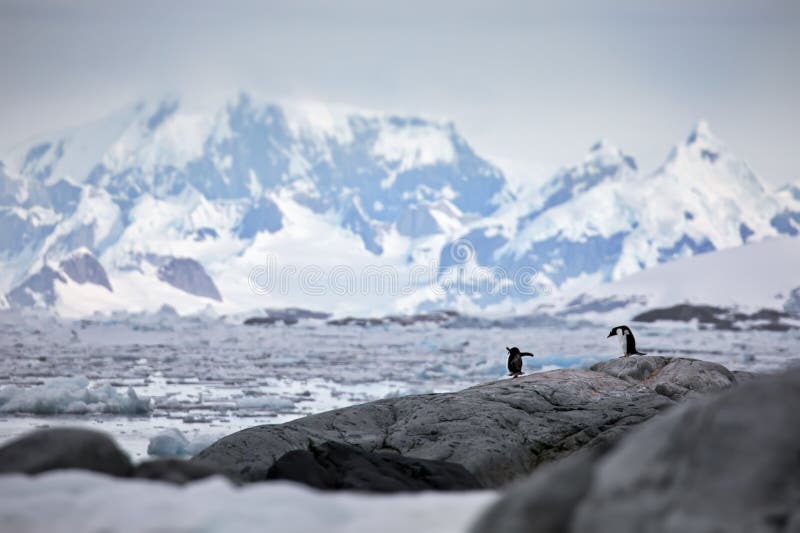 Penguins in Their Natural Habitat in Antarctica Stock Image - Image of ...