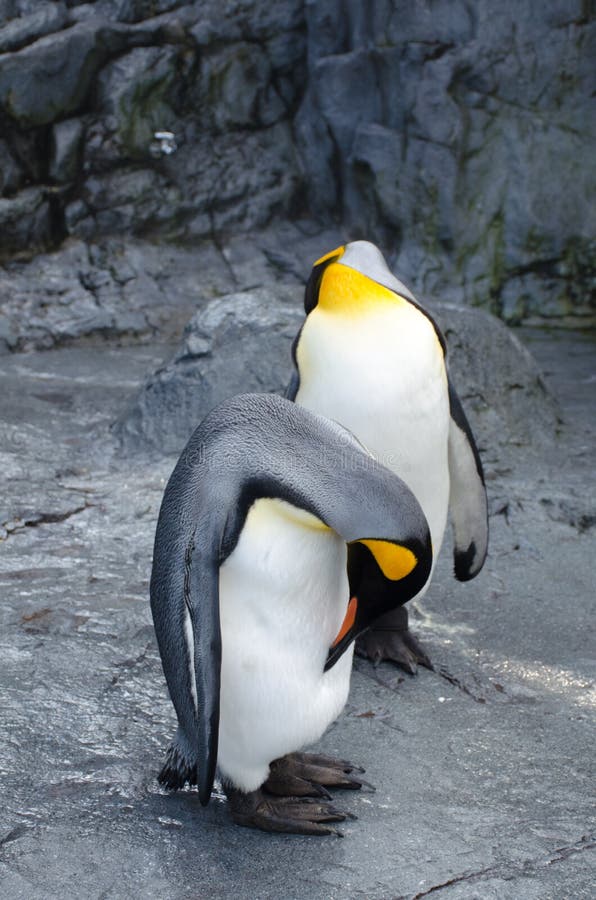 Penguins stock photo. Image of birds, animal, aquatic - 43444794