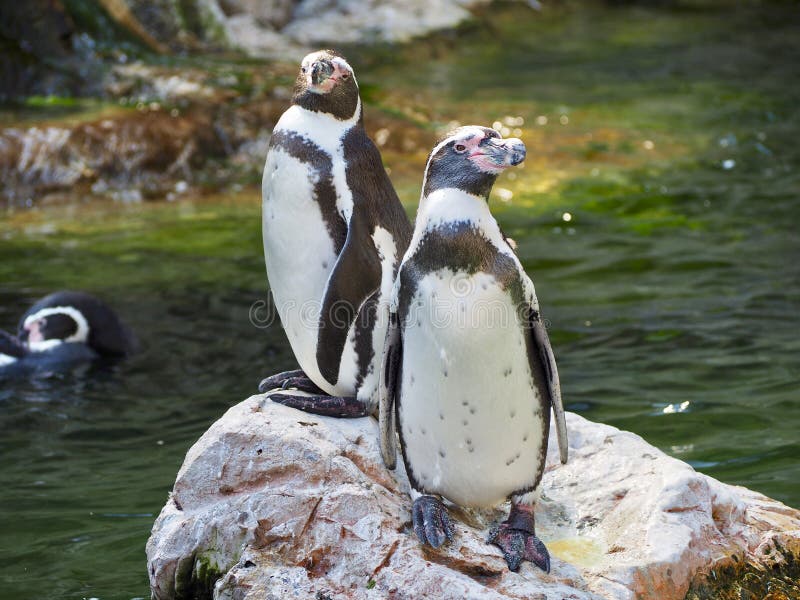 Penguins watching stock image. Image of penguin, lovers - 90388115