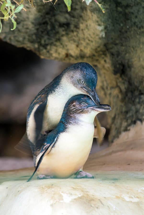Penguins in the Wildlife Park in Perth Stock Image - Image of cute ...