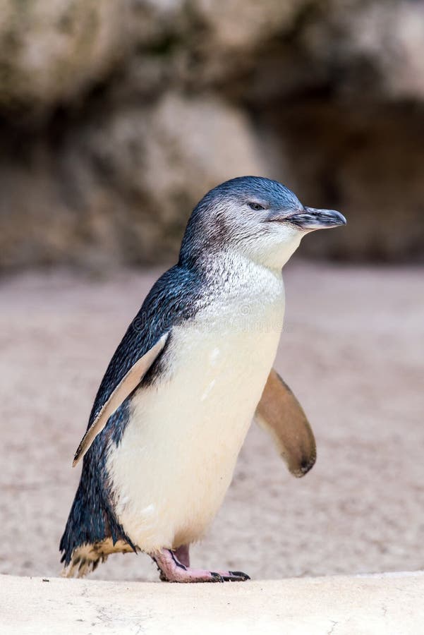 Penguins in the Wildlife Park in Perth Stock Image - Image of cute ...