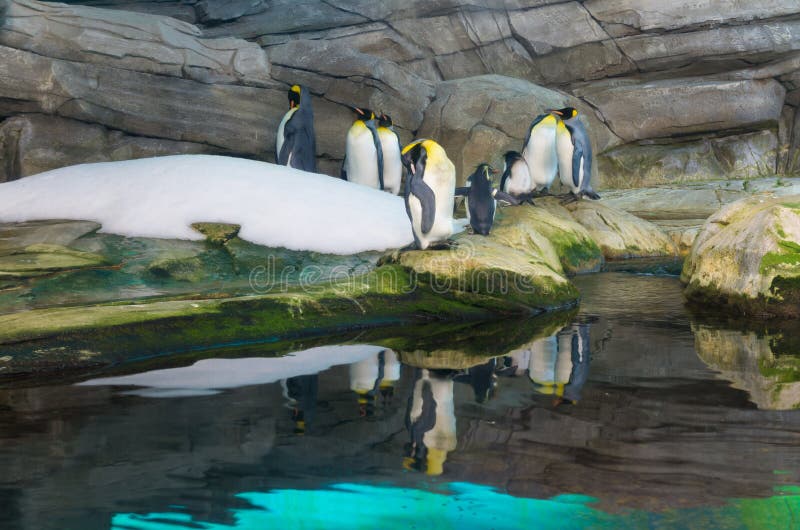 Penguins at the Berlin zoo stock image. Image of animal - 1592095