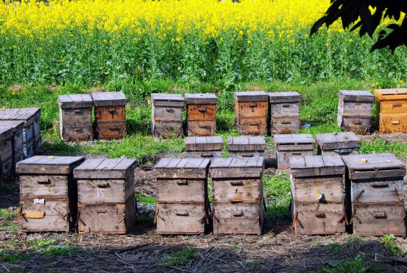 Pengzhou, China: Apiary Bee Colony Stock Photo - Image of house, colony ...