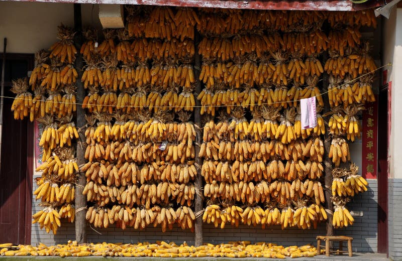 Pengzhou, China: Bunches of Drying Corn Cobs Stock Photo - Image of ...