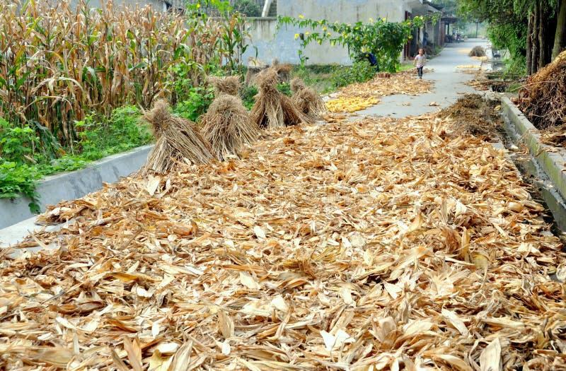 Pengzhou, China: Drying Corn Husks on Roadway Editorial Image - Image ...